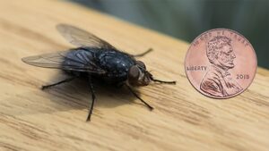 Bye-Bye Flies: Discover The Ingenious Penny Trick To Help You Get Rid ...