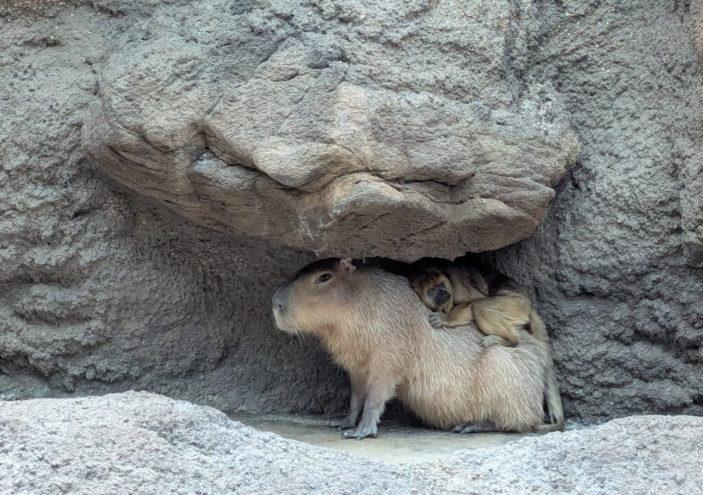 Howler Monkey and Capybara Become Unexpected Best Friends at Denver Zoo ...